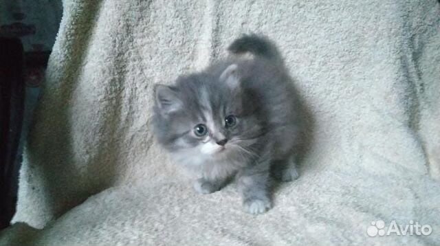 Отдам котят курильского бобтейла