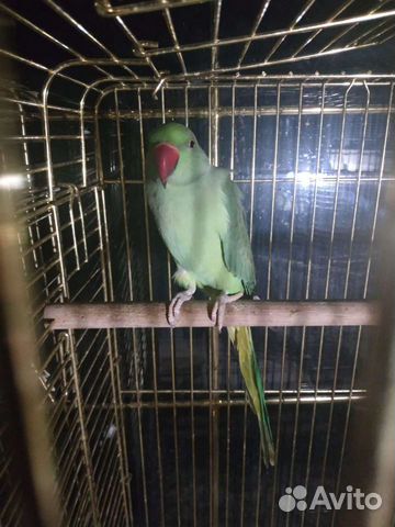 Ожереловый попугай