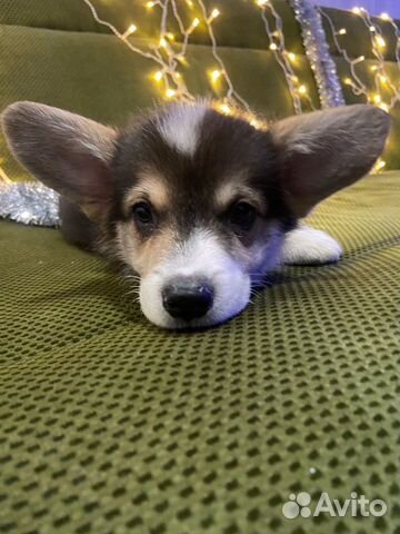 Мальчик Корги триколор