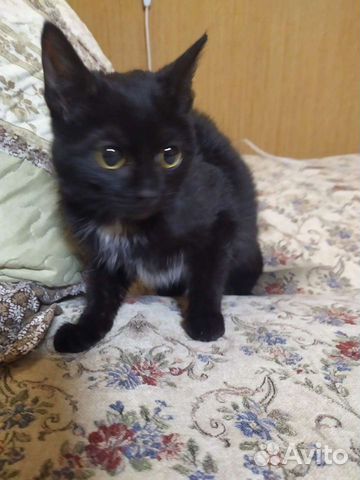 Хозяин котенка отзовись