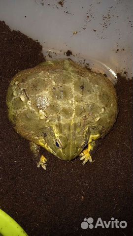 Лягушка Водонос