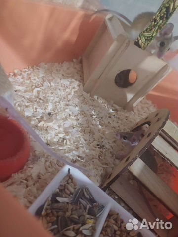 Иглистые мыши