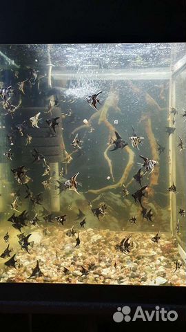 Скалярии мраморные