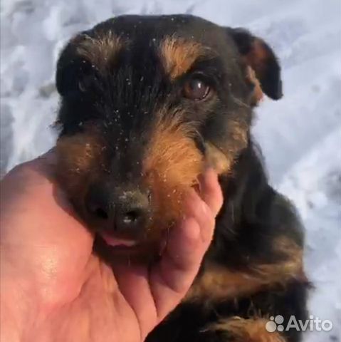 Ягдтерьер отдам собаку бесплатно в добрые руки
