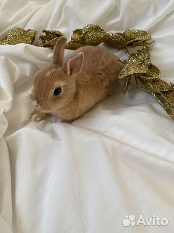 Декоративные кролик