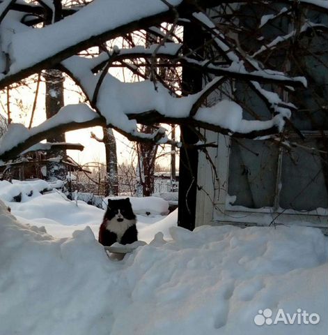 Кошки в добрые руки бесплатно