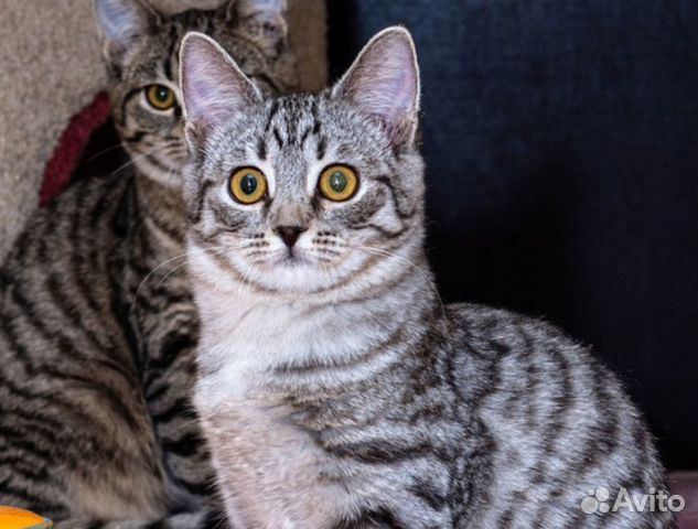 Котенок в добрые руки. Серебристая Сильва