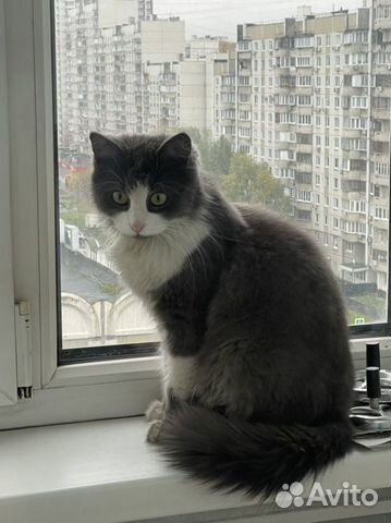 Отдаем киску в хорошие руки