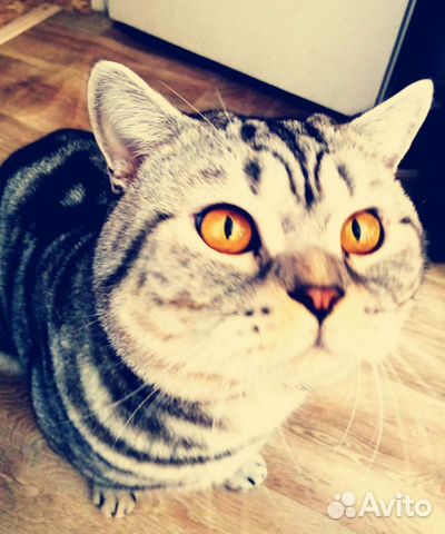 Кот