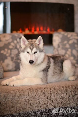 Хаски сибирский щенок малыш