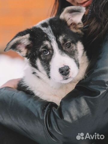 Щенок ищет хозяина