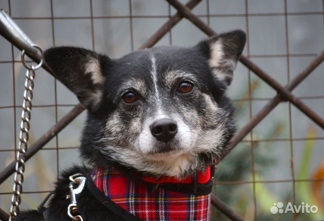 Ищу ответственного хозяина