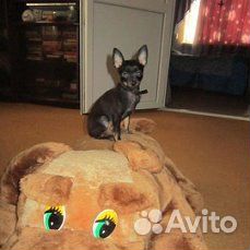 Продаются щенки чихуахуа