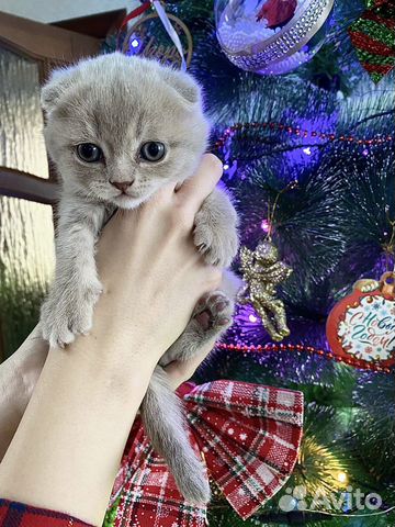 Британские котята