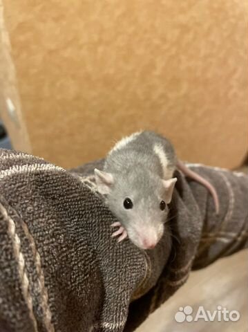 Декоративные крысята