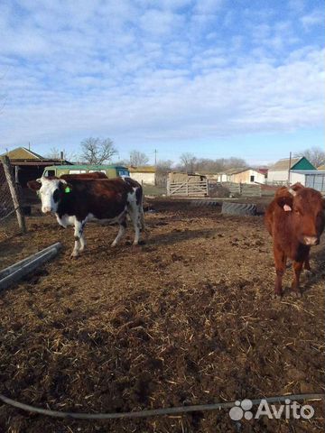 Коровы стельные