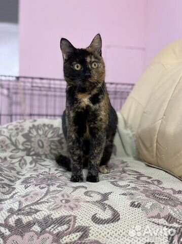 Кошка в добрые руки