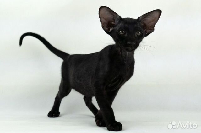 Ориентальная красотка-багира