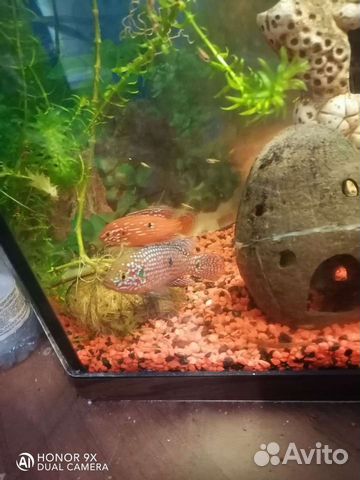 Мальки Хромис Красавец