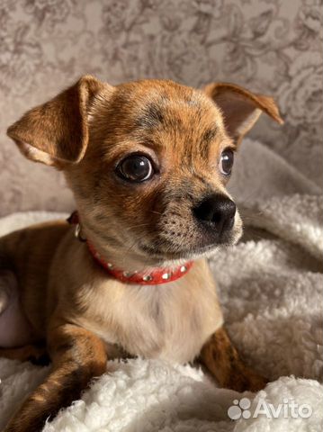 Щенок чихуахуа мальчик