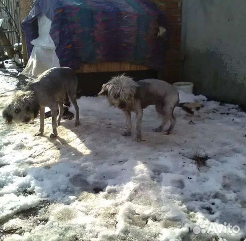Собаки