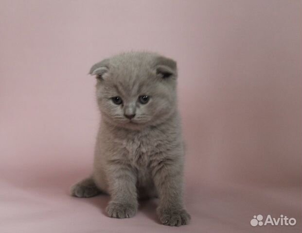 Шотландский вислоухий котёнок лиловый окрас