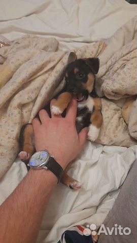 Китайский Королевский пекинес смешанный с Тедди Ру