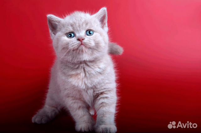 Лиловая британочка