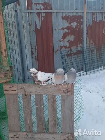 Голуби турки