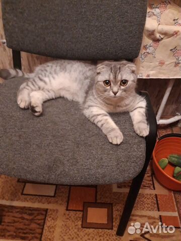 Ищем шотландского прямоухого котика для вязки. Кош