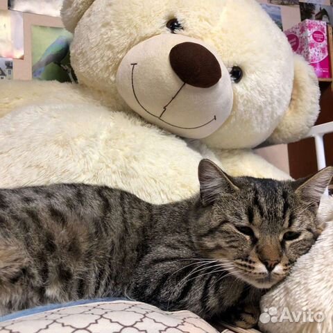 Кот в добрые руки