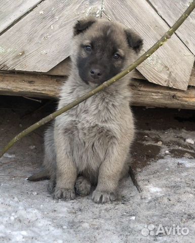 Щенок в добрые руки