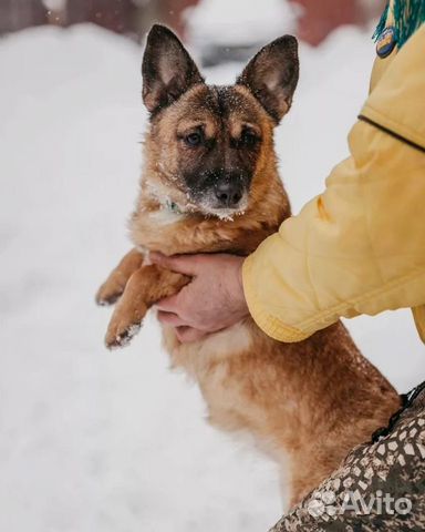 Девочка коротколапик