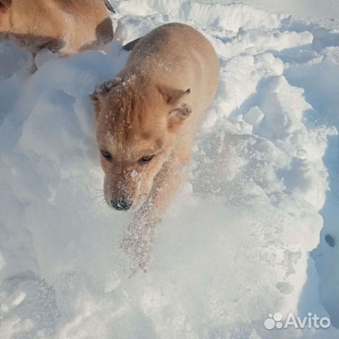 Щенок в добрые руки, с доставкой)