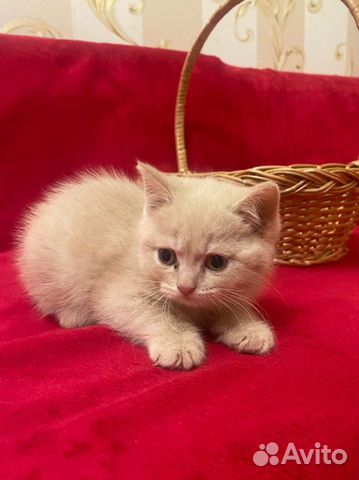 Висловухие и британцы