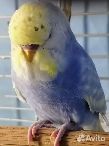 Выставочный волнистый попугай чех