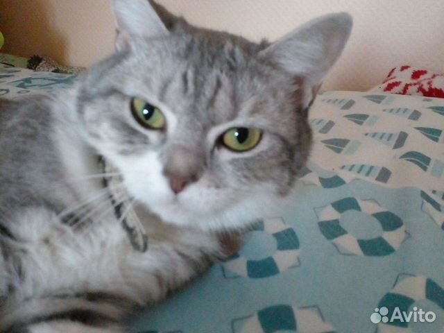 Британская кошка бесплатно