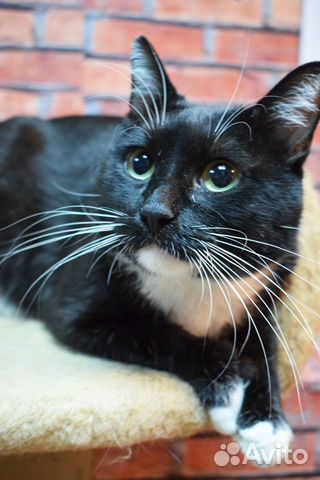 Котик Борис 1,5 года
