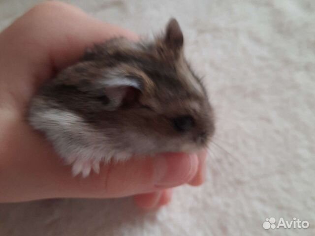Отдам хомячка бесплатно