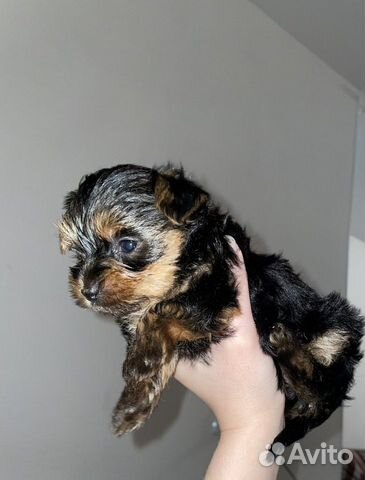 Йоркширский терьер