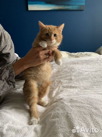 Рыжий котенок в добрые руки