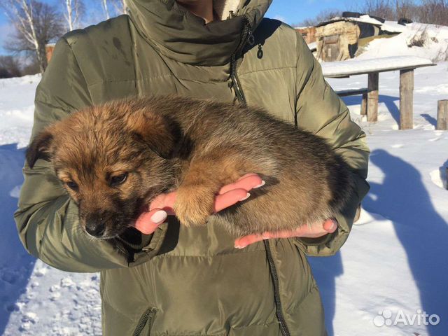 Щенок Диночка 3 мес