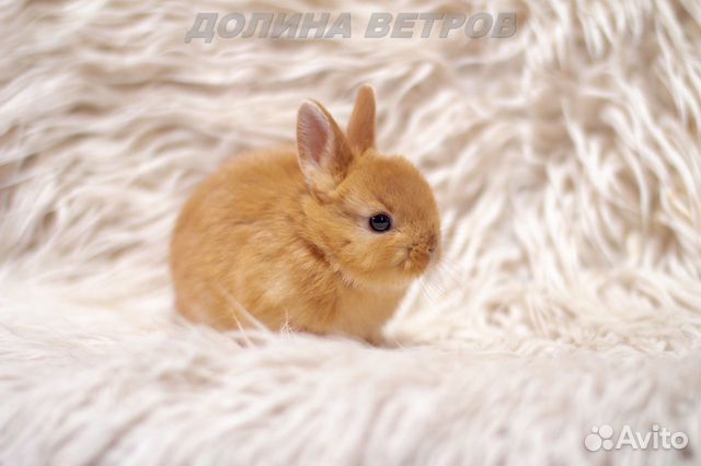 Мальчик минор рыжий