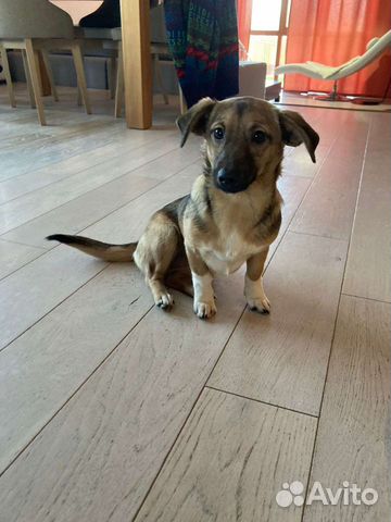 Девочка коротколапик