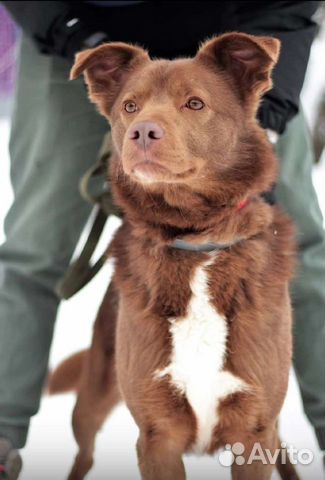 Собака в добрые руки