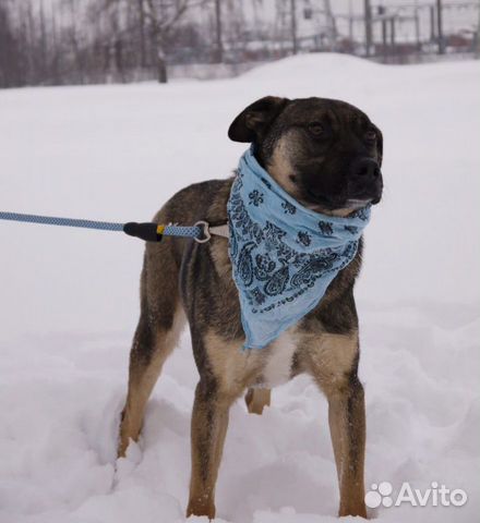 Добби обижают в приюте, ему там плохо