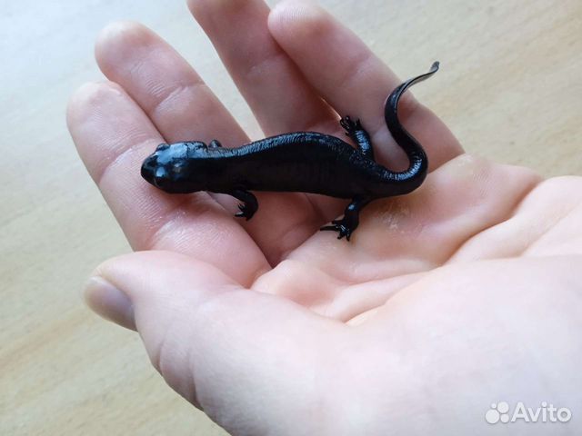 Китайский огнебрюхий тритон