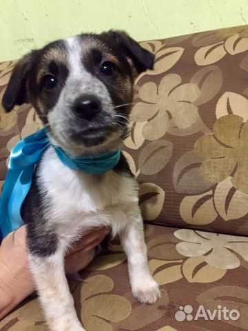 Щенки в добрые руки