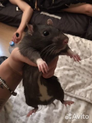 Крыса с клеткой