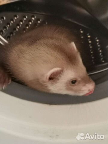 Хорек с клеткой